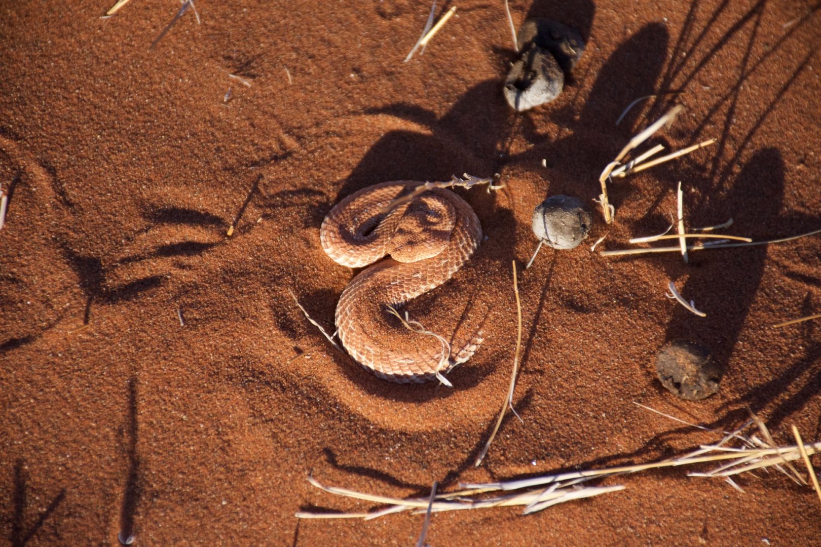 Predator meets prey - wildlife hunt and kill photos Encompass Africa
