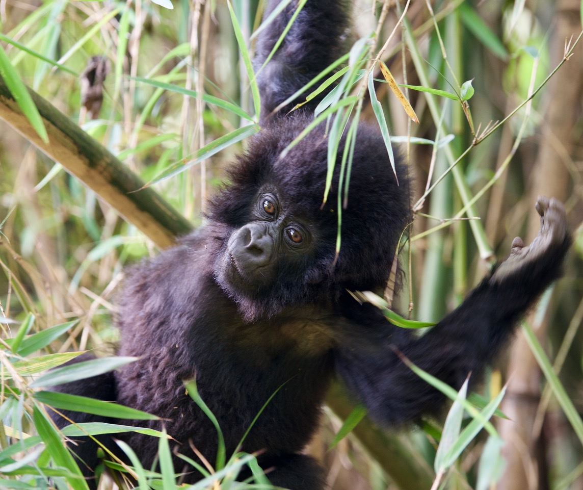 Wildlife in the Democratic Republic of the Congo - Encompass Africa