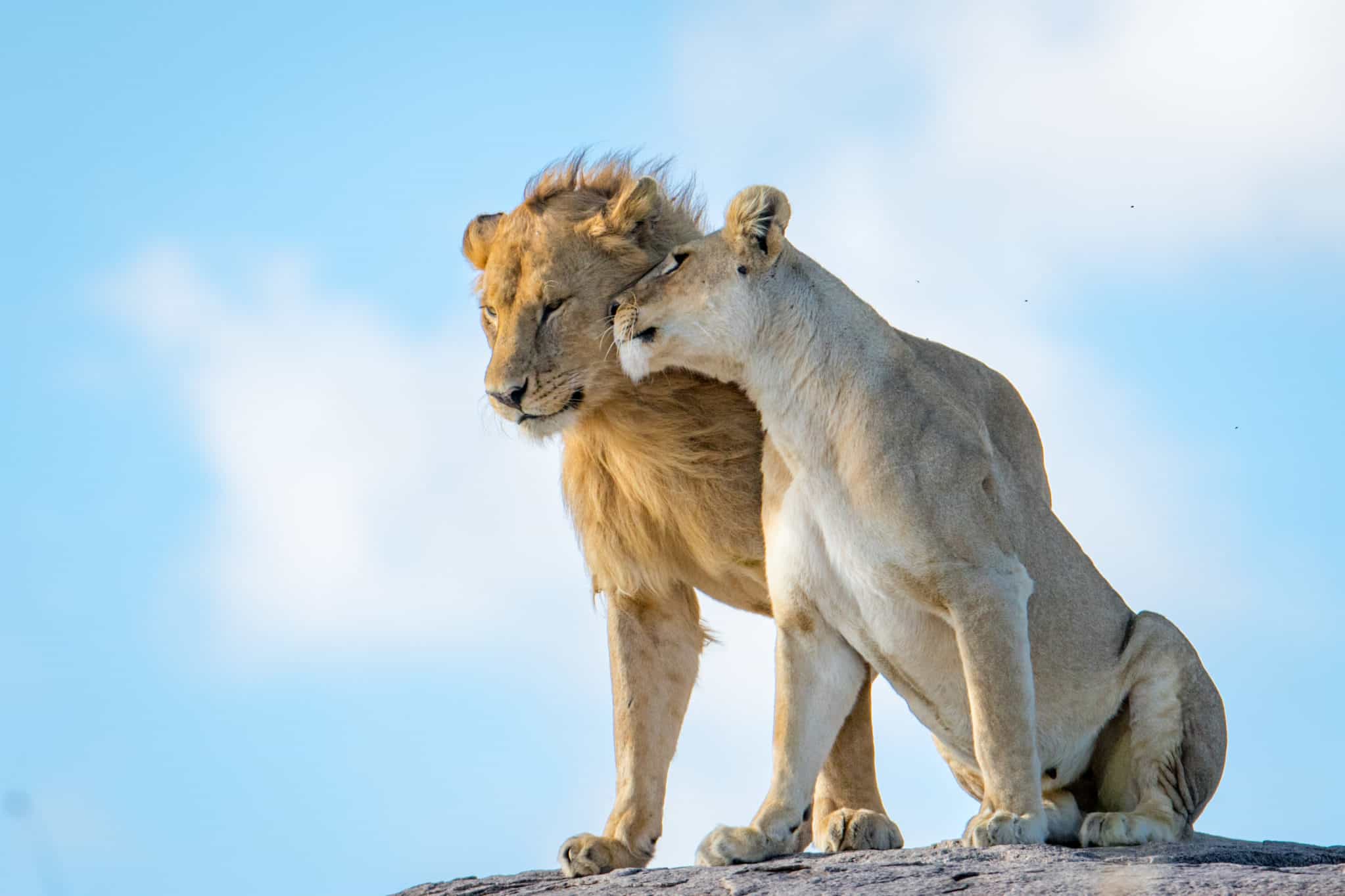 Lion King safari in real life - Encompass Africa