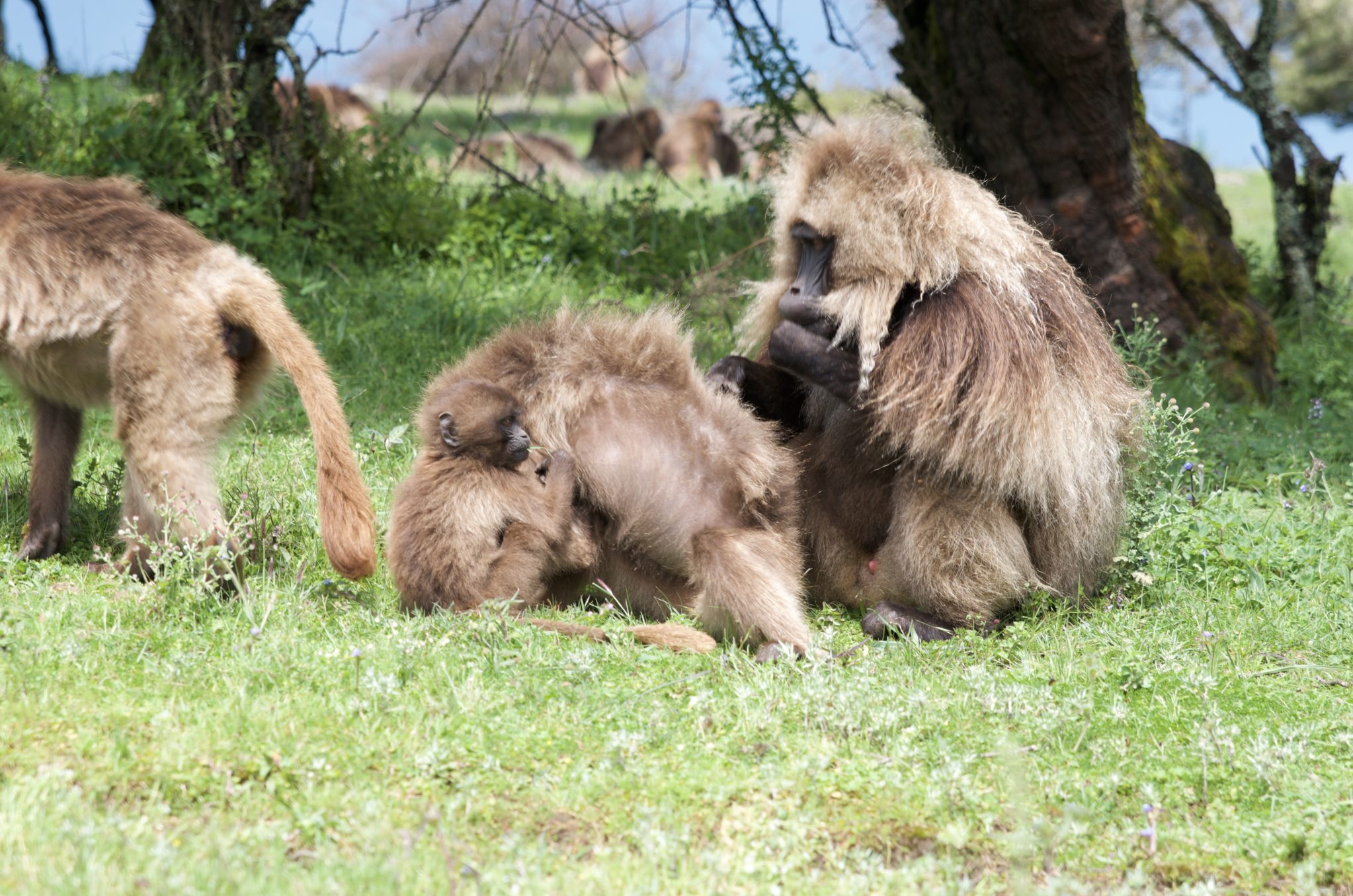 Wildlife in Ethiopia - Encompass Africa
