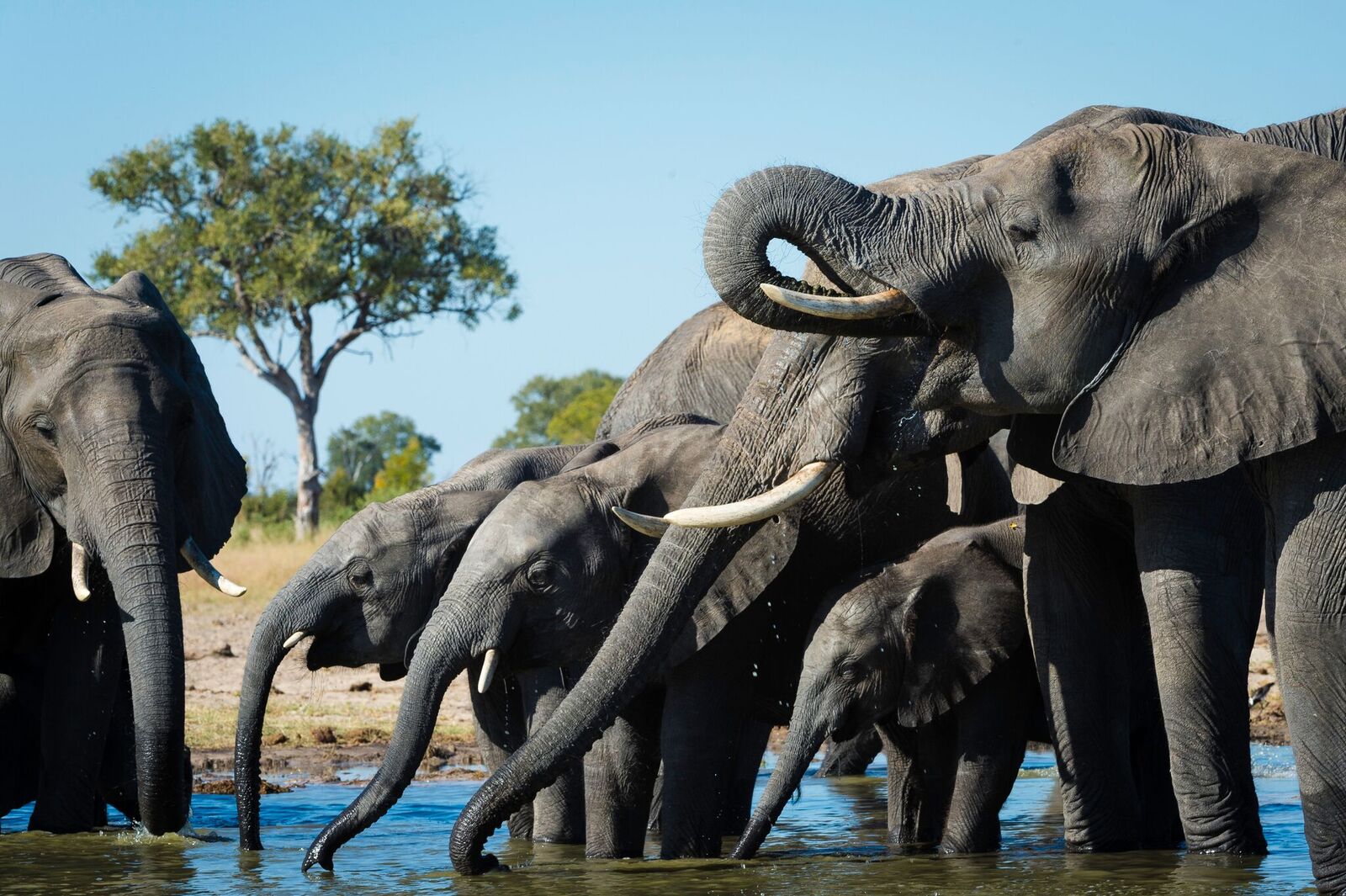 Wildlife in Zimbabwe - Encompass Africa