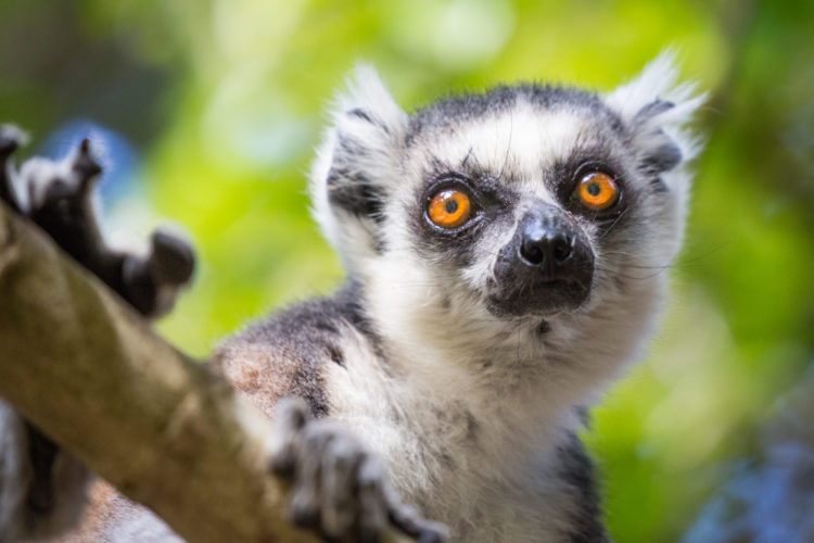 Where can I see chimpanzees and other primates? - Encompass Africa