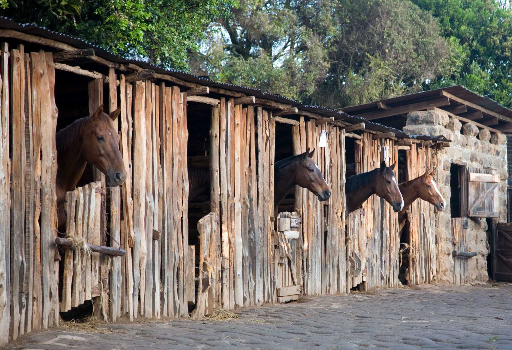 Horse riding safaris in East Africa - Encompass Africa