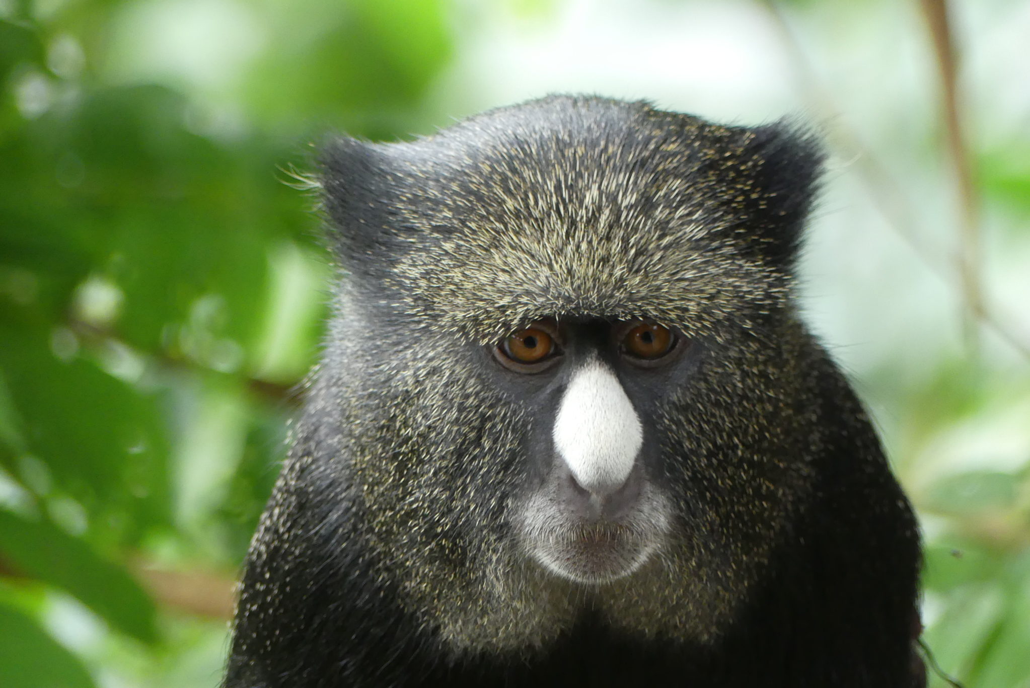 Wildlife in the Republic of Congo - Encompass Africa