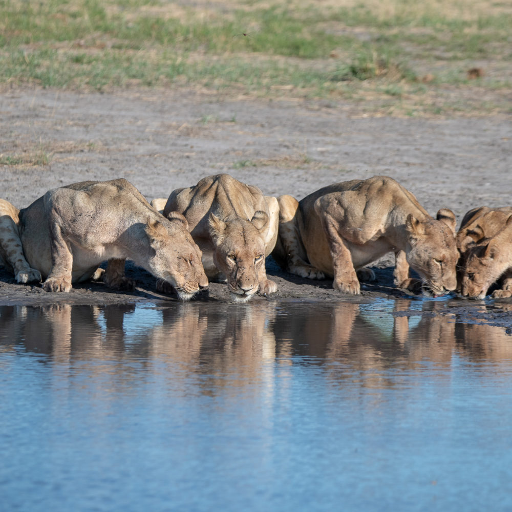 Botswana holiday itineraries - Encompass Africa