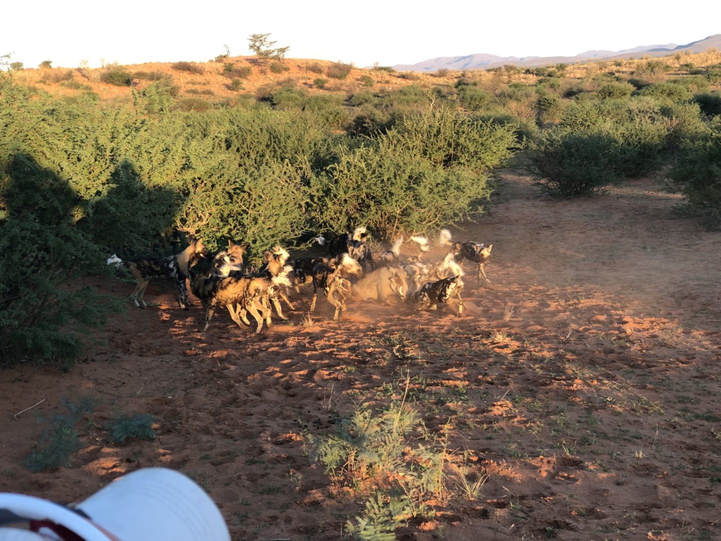 Predator meets prey - wildlife hunt and kill photos Encompass Africa