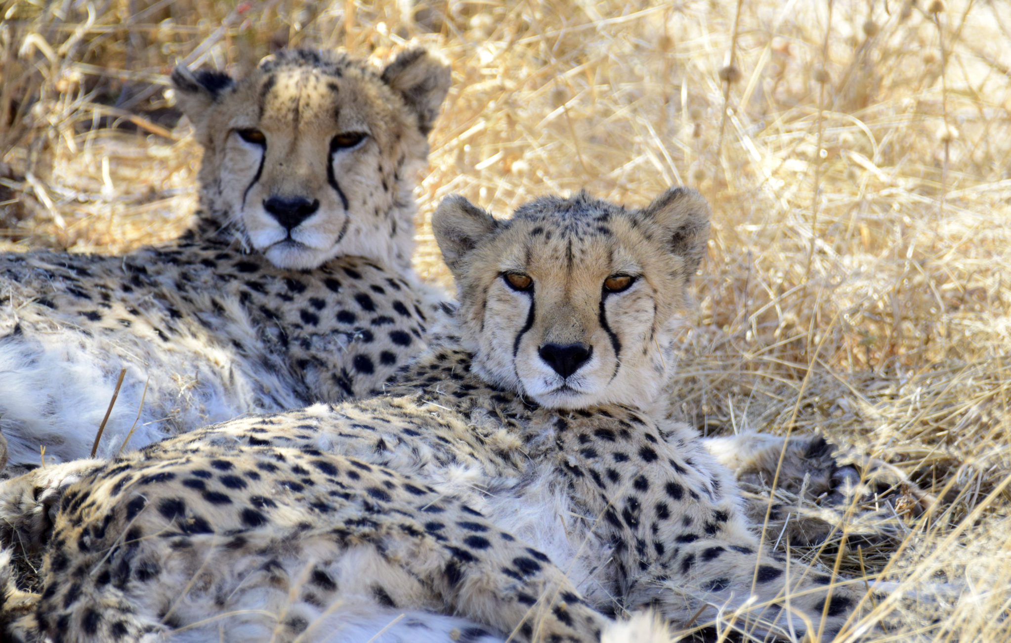 Wildlife TV watching - Encompass Africa