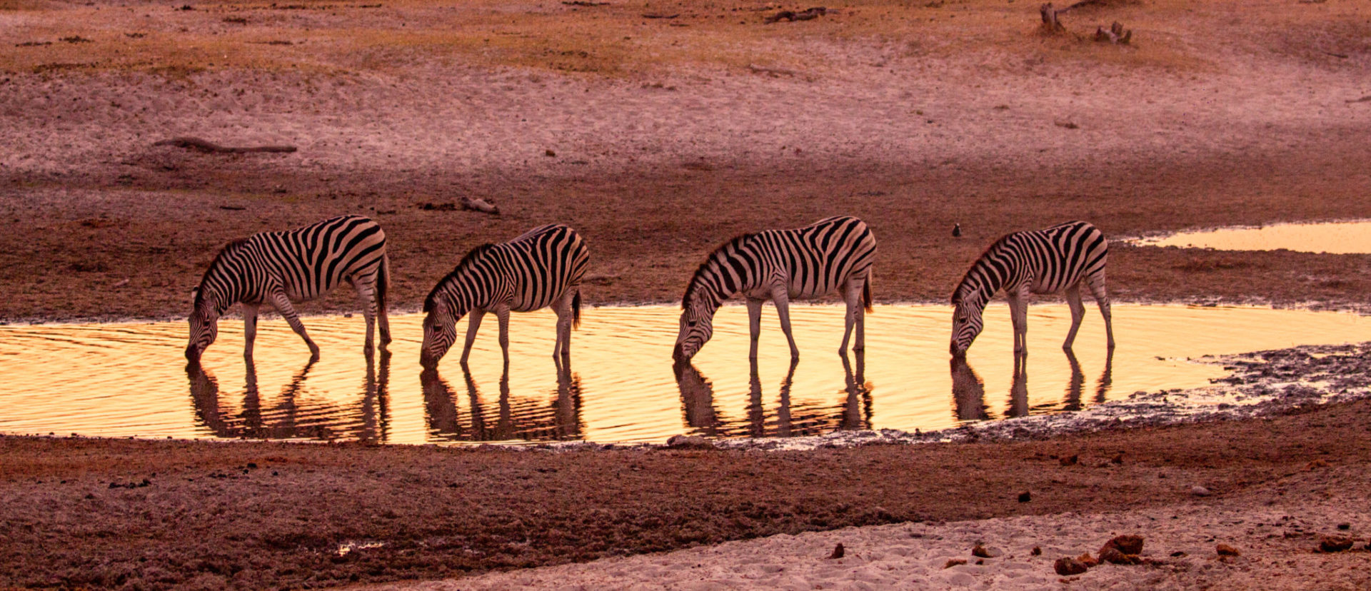 Zebra migration in Africa - Encompass Africa
