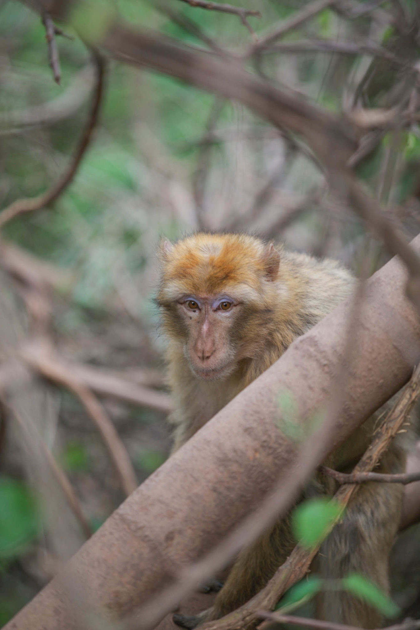 Wildlife in Morocco - Encompass Africa