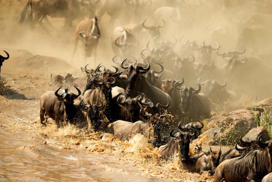 Great Migration African Safari - Animal Migration In Africa