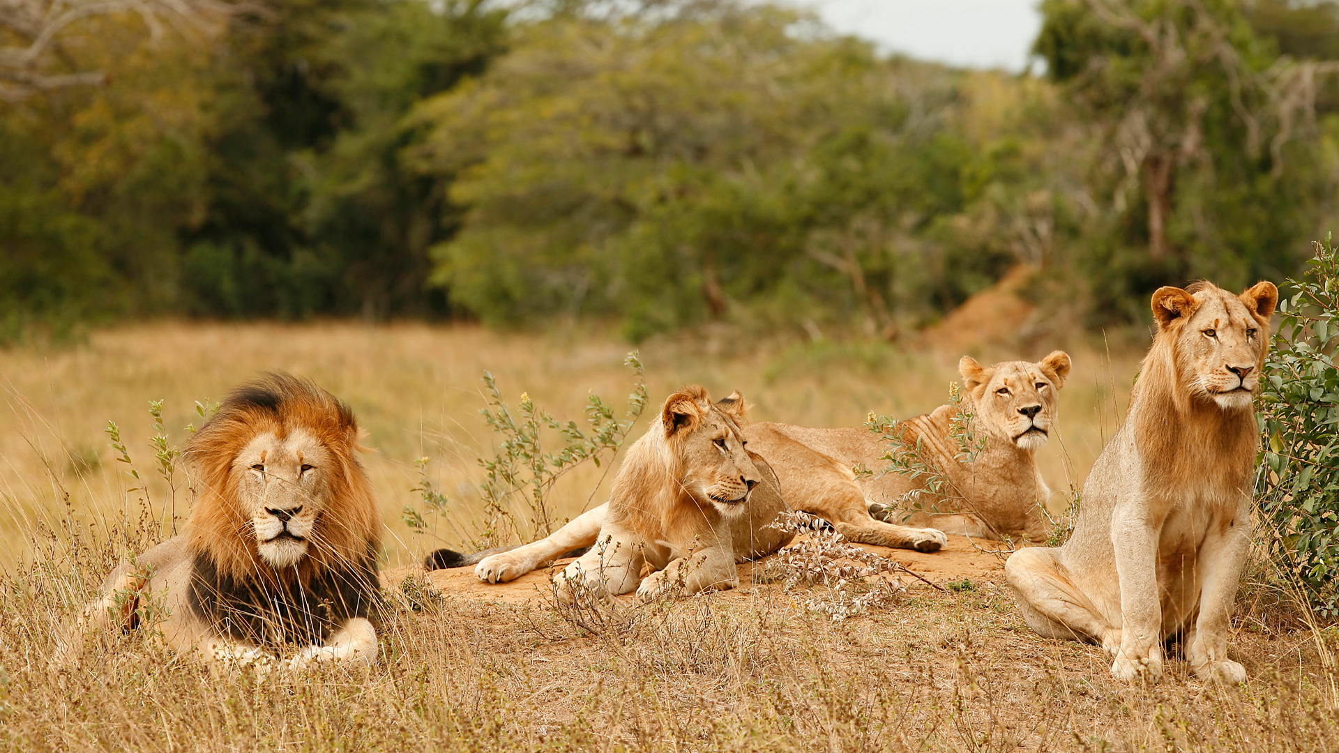 Virtual safaris - Encompass Africa