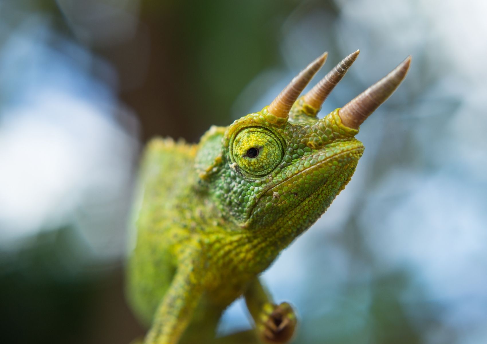 African Animals: Jackson's Chameleon - Encompass Africa
