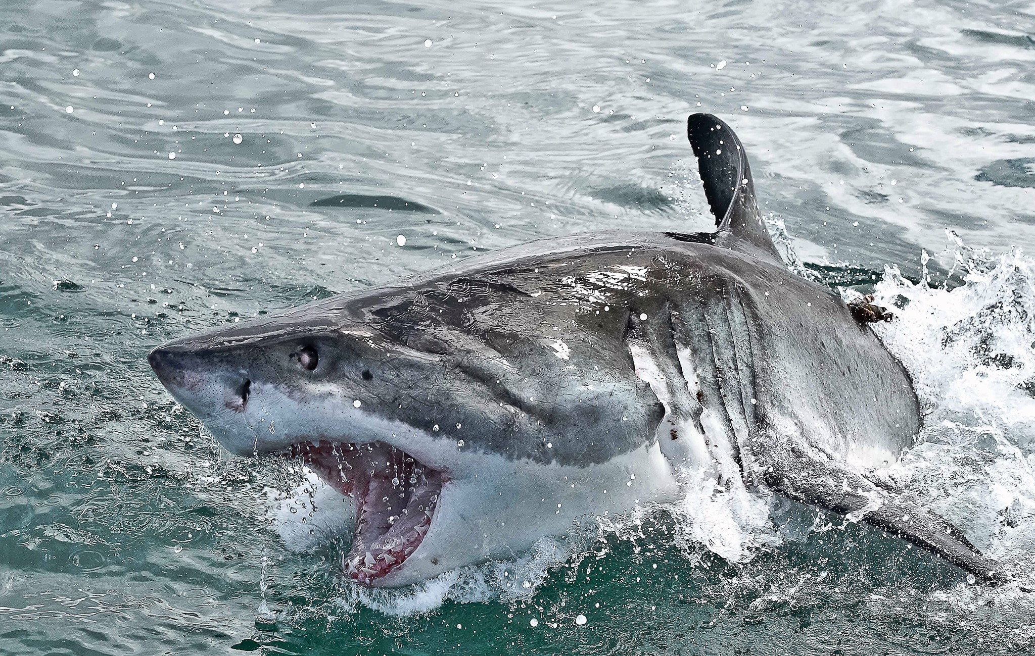 Mystery of South Africa's Great White Sharks - Encompass Africa