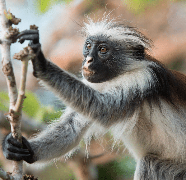 Wildlife in Zanzibar - Encompass Africa