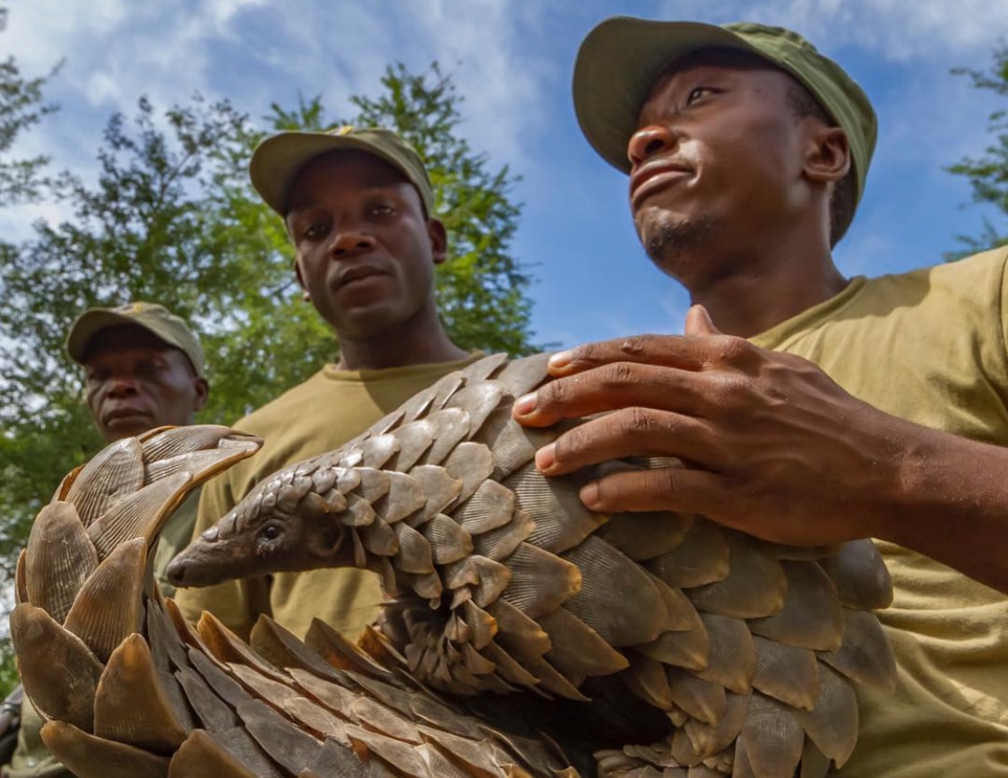 Epic conservation safaris - Encompass Africa
